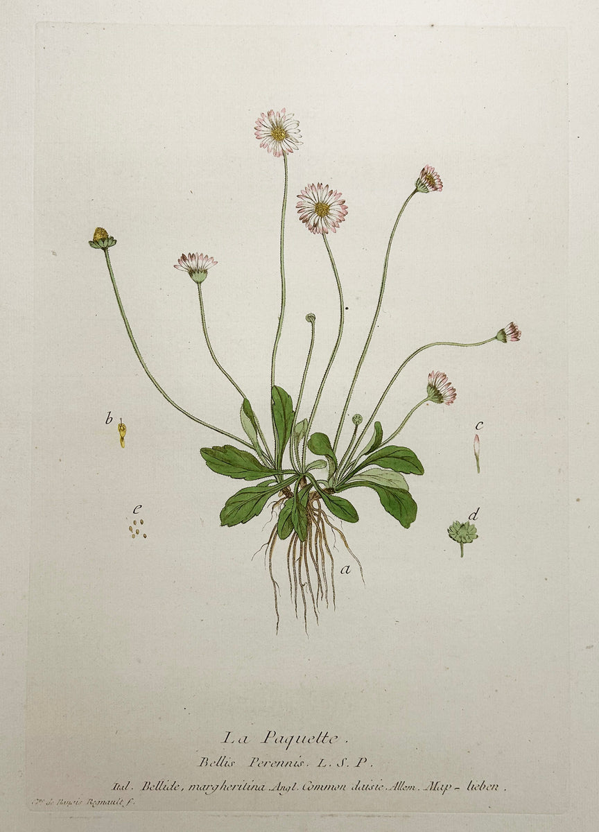 La Paquette. 1774. – Martinez D - Estampes anciennes & modernes